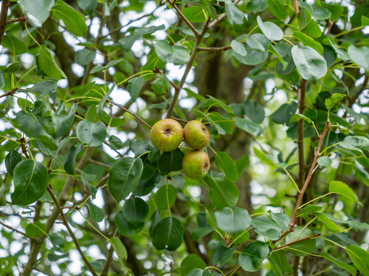 Pyrus communis 'Noordhollandse Suikerpeer' | Suikerpeer (cv) - Van den Berk Boomkwekerijen